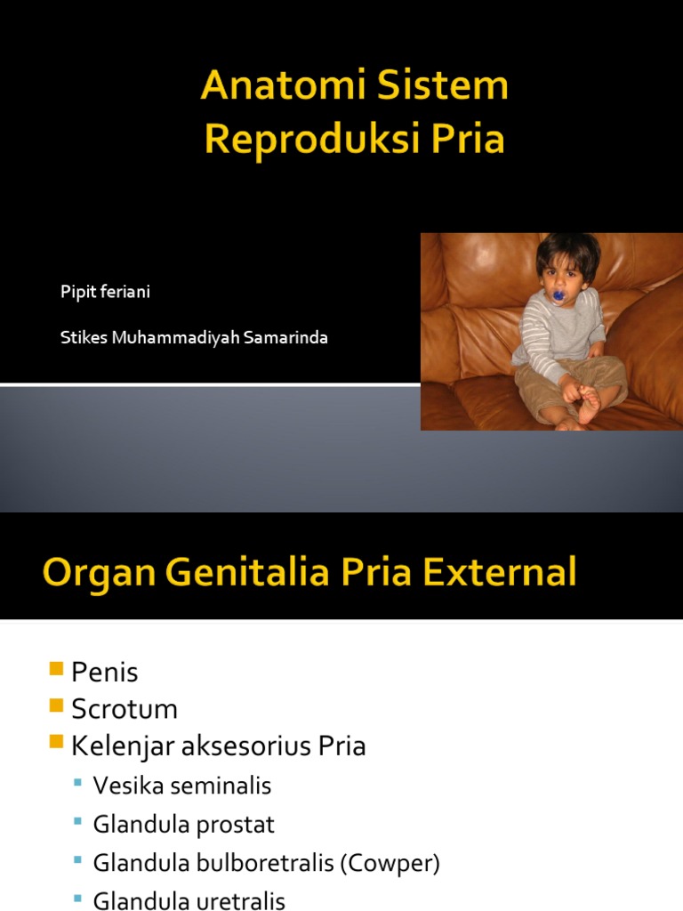 Anatomi Sistem Reproduksi Pria | PDF