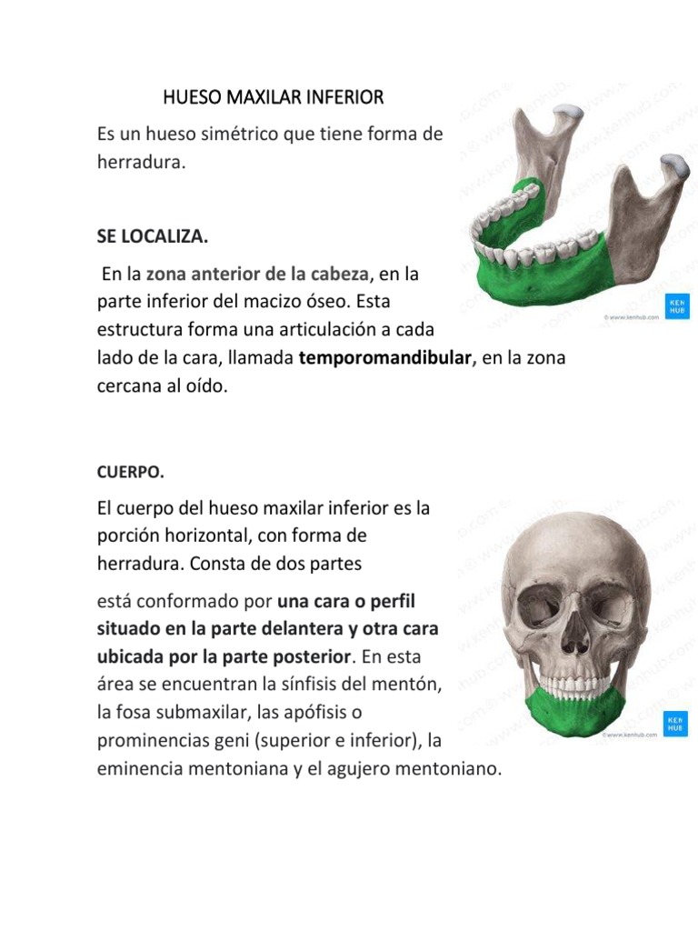 Hueso Maxilar Inferior | PDF