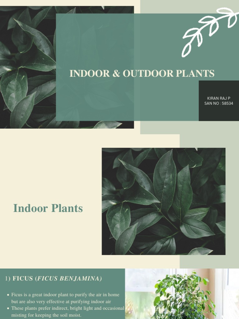 Indoor & Outdoor Plants | PDF | Houseplant | Botany