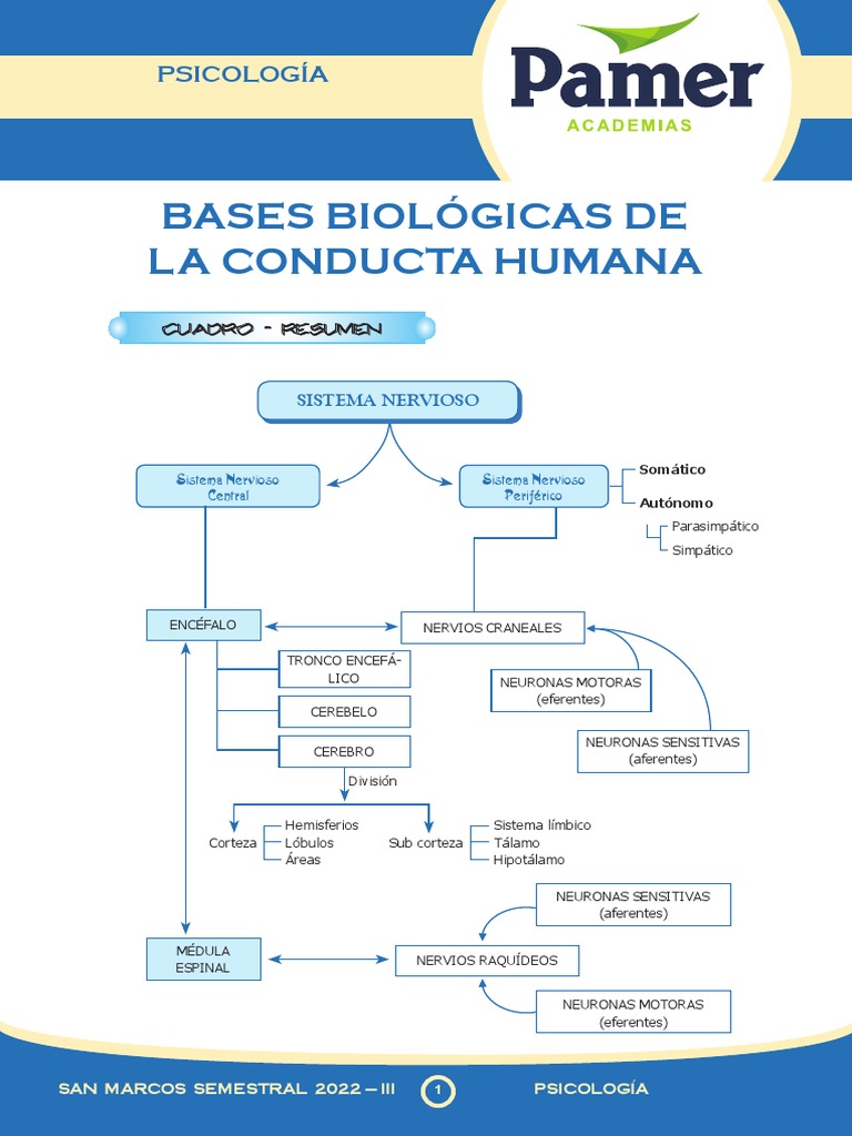 PSICOLOGÍA - S6 - Bases Biológicas de La Conducta Humana | PDF