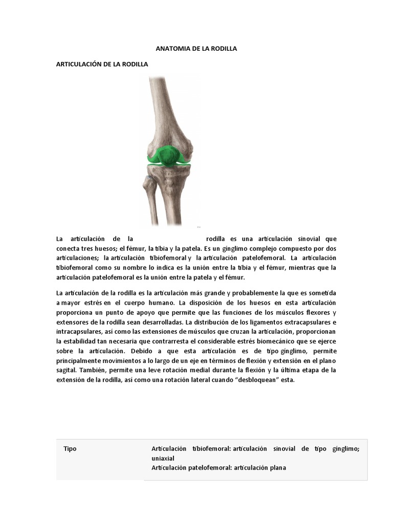 Anatomía y estructuras de la articulación de la rodilla | PDF | Rodilla ...