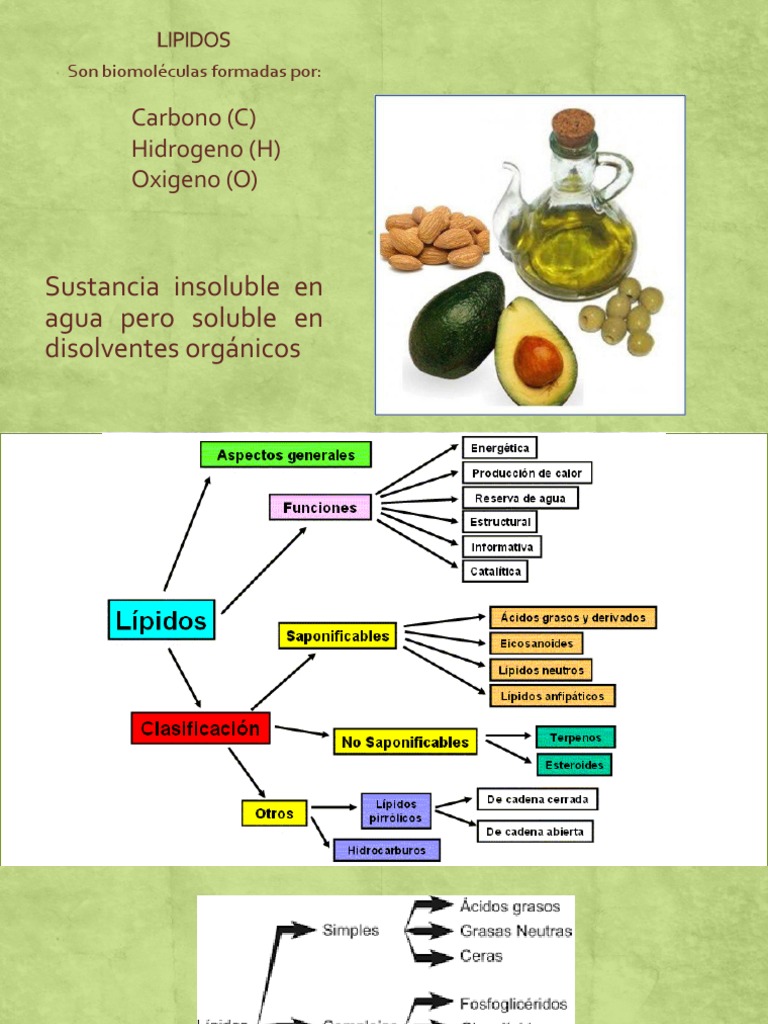 Presentaci N 3 Lipidos | PDF | Lípido | Ácido graso