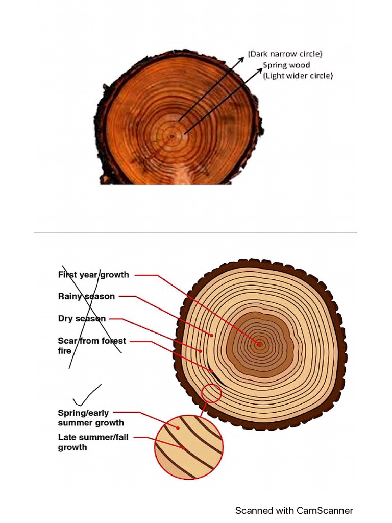 SECONDARY GROWTH (Heartwood and Sapwood Onwards) | PDF