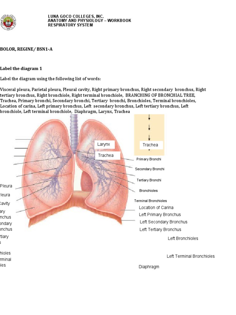 Anatomy Lab Respiratory System | PDF