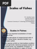 Types and Functions of Fish Scales | PDF | Fish | Aquatic Animals
