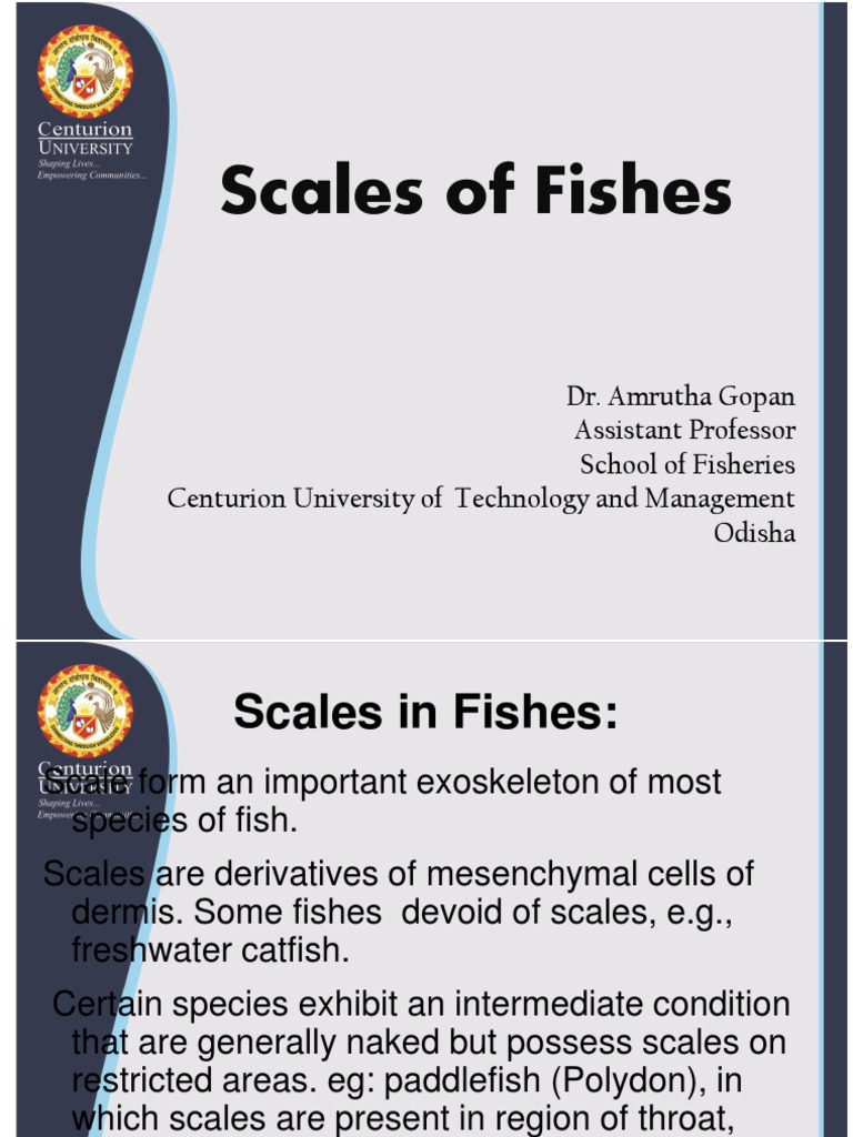 Types of Fish Scales Explained | PDF