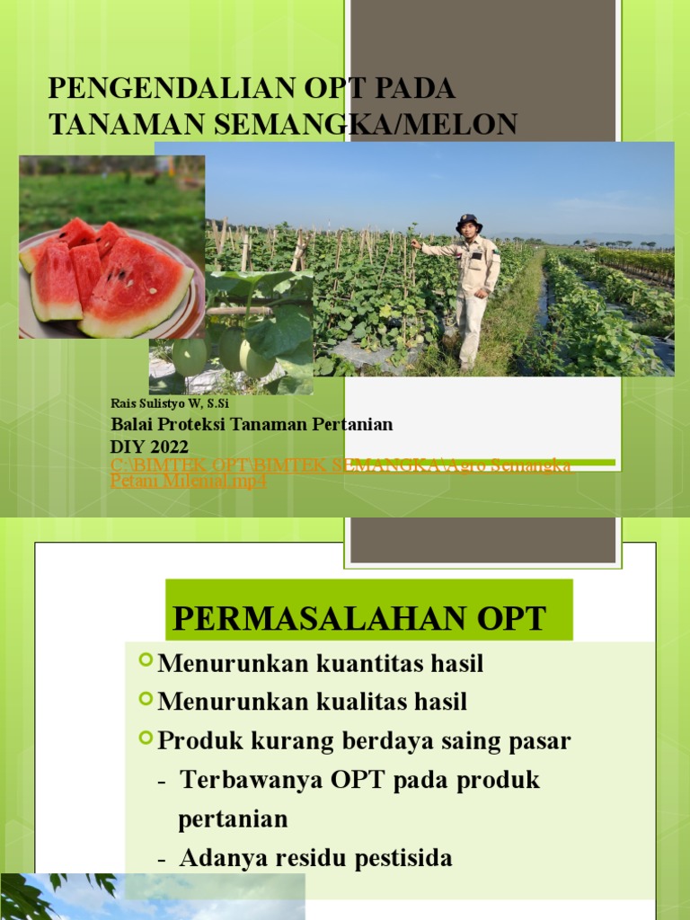 Opt Melon Semangka | PDF