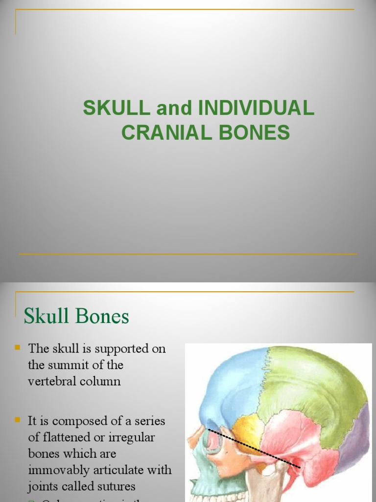 The Anatomy and Structure of the Human Skull | PDF | Skull | Human Nose