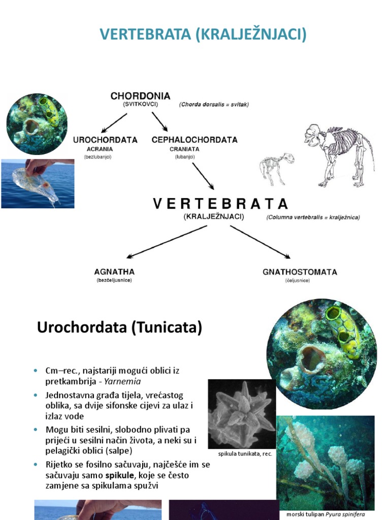 Opca Pal Vjezbe11 2020-21 Svitkovci | PDF