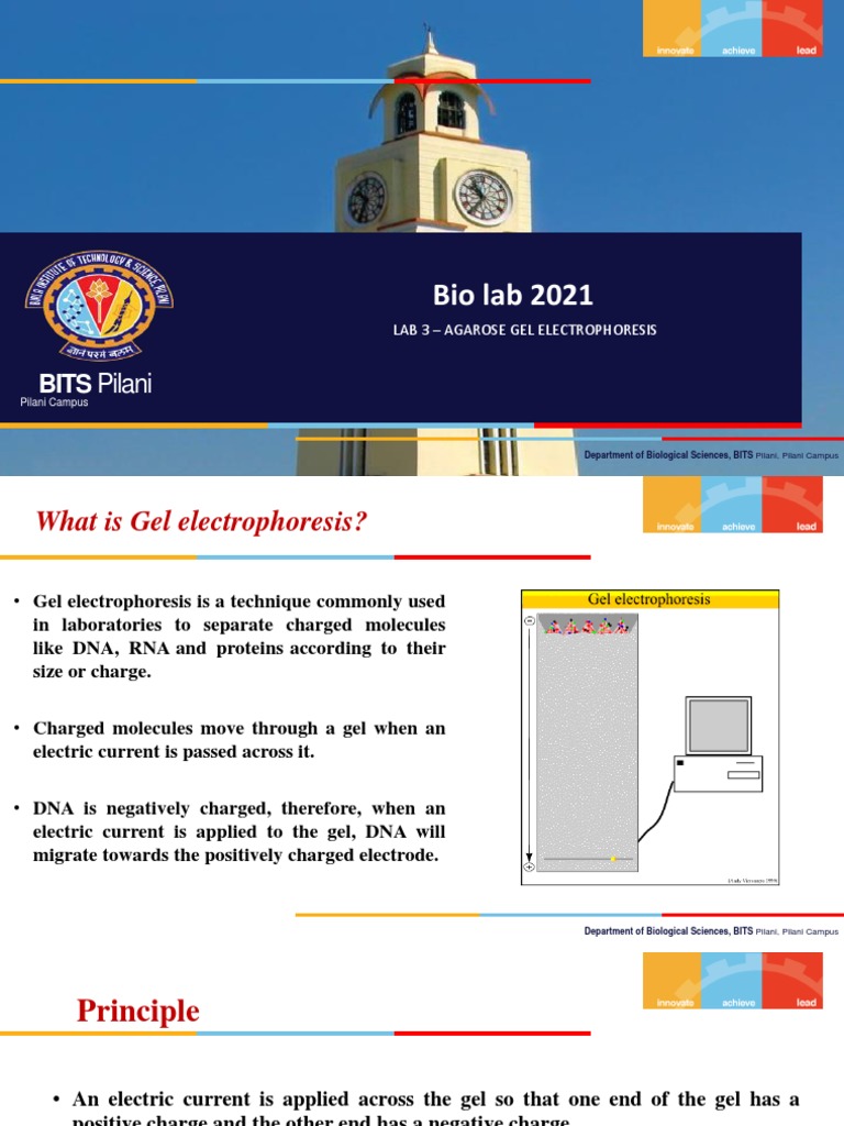 Electrophoresis Lab-Slides | PDF | Agarose Gel Electrophoresis | Gel Electrophoresis