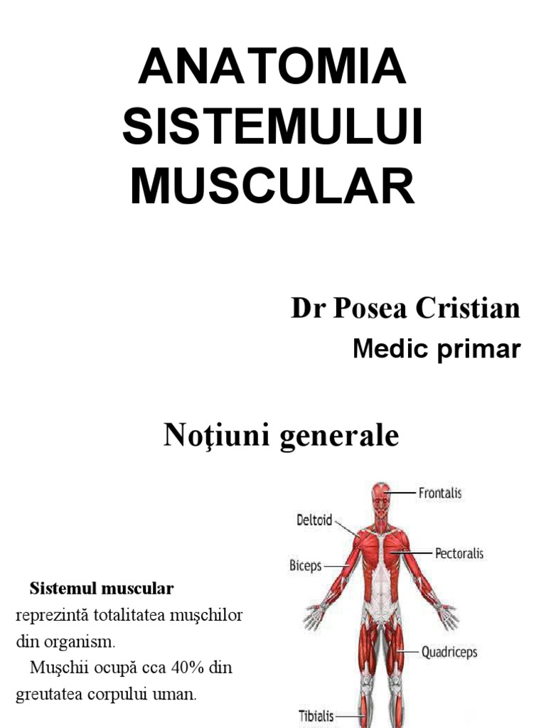 Anatomia Sistemului Muscular | PDF