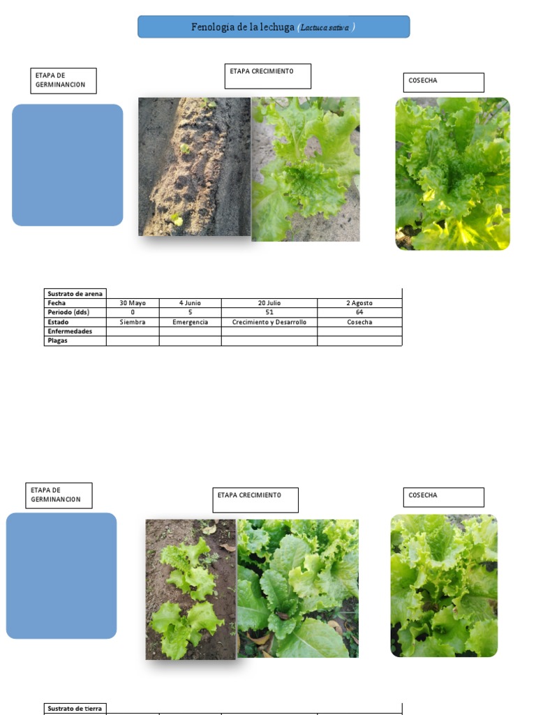 Lechuga | PDF