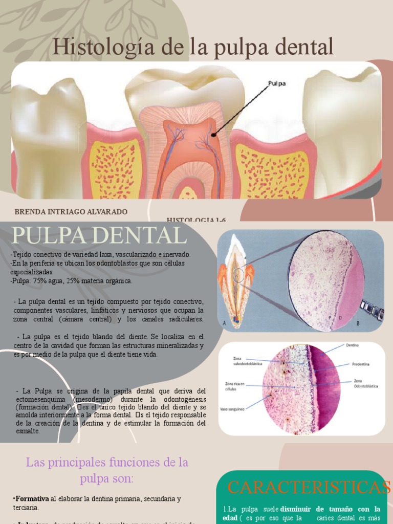 Histología de La Pulpa Dental | PDF | Diente | Anatomía Histología de La Pulpa Dental | PDF | Diente | Anatomía