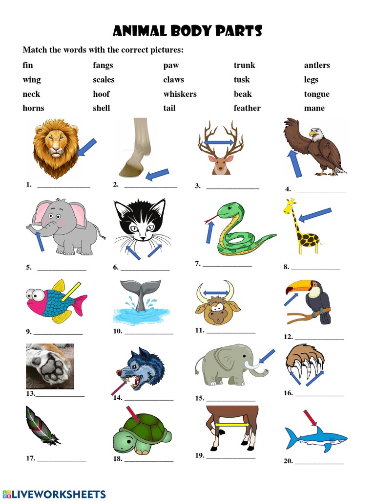 Animal Body Parts | PDF