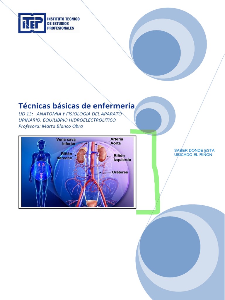 Tbe Tema 13 Subrayado | PDF | Riñón | Sistema urinario