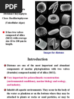 Easy Identification of Diatoms | PDF
