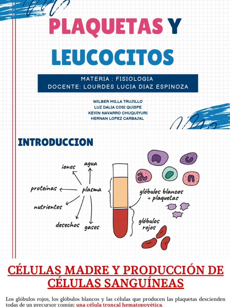 Plaquetas y Leucocitos: Guía Básica | PDF | Leucocito | Plaqueta