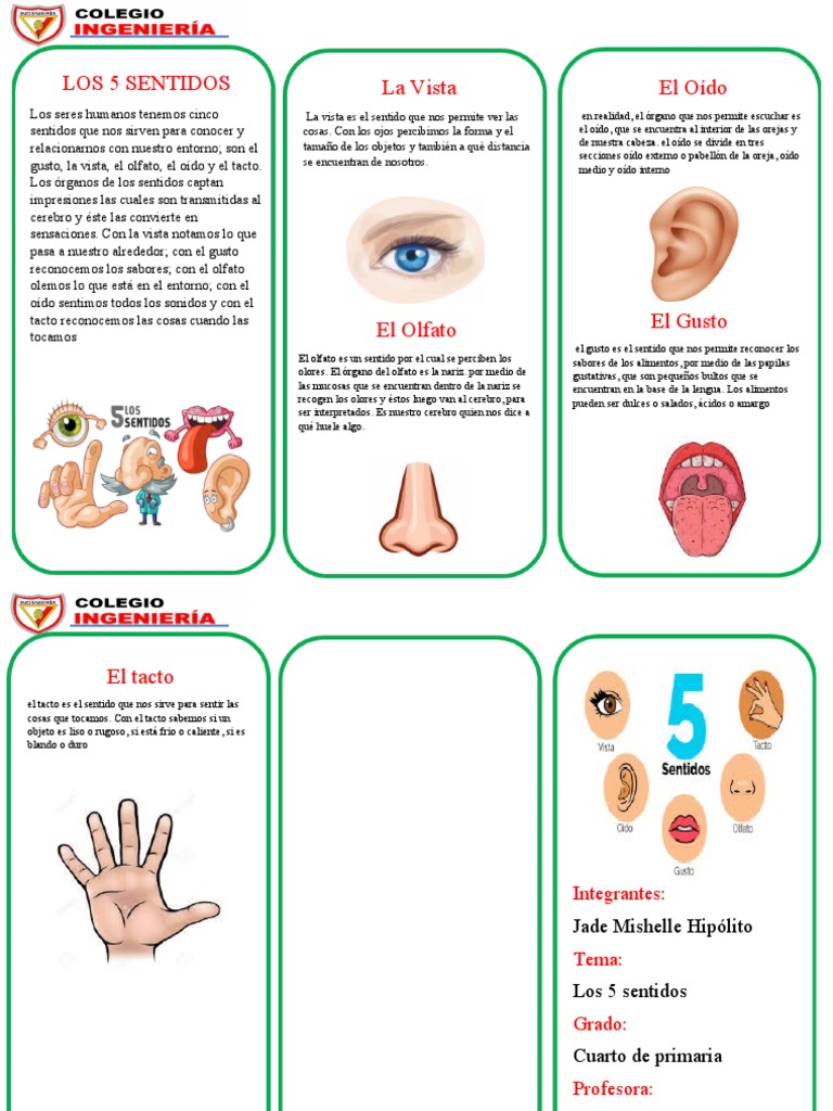 Los 5 Sentidos La Vista El Oído | PDF | Gusto | Sistema nervioso