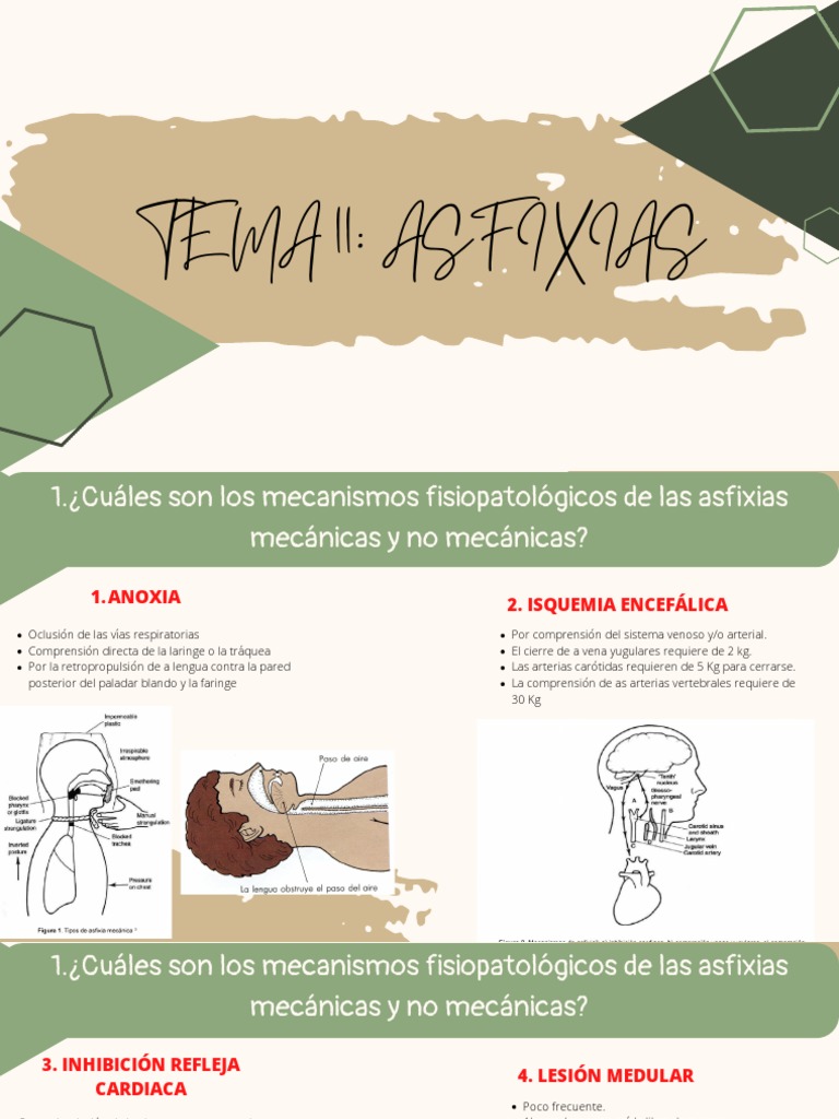 ASFIXIA | PDF | Sistema respiratorio | Pulmón