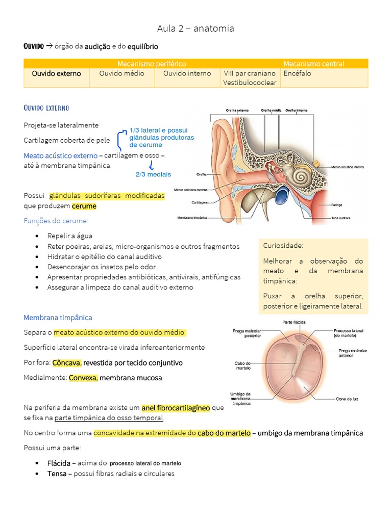 Anatomia Do Ouvido | PDF | Orelha | Audição