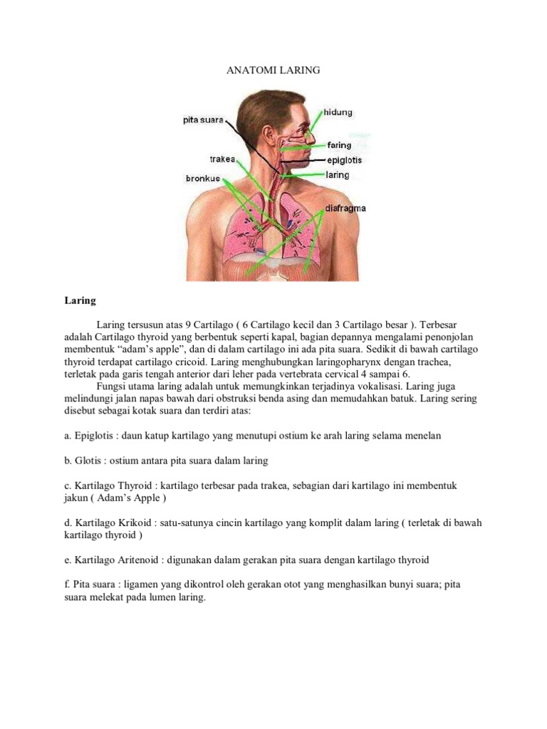 Anatomi Laring | PDF