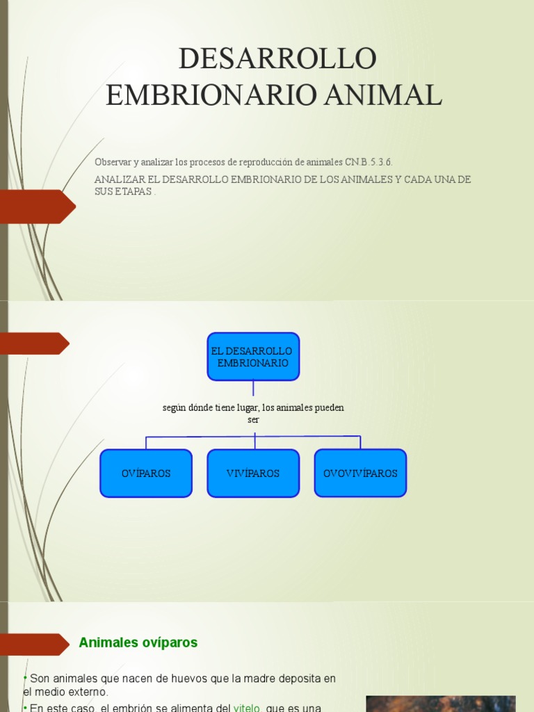 Desarrollo Embrionario Animal | PDF | Huevo | Interacciones biológicas
