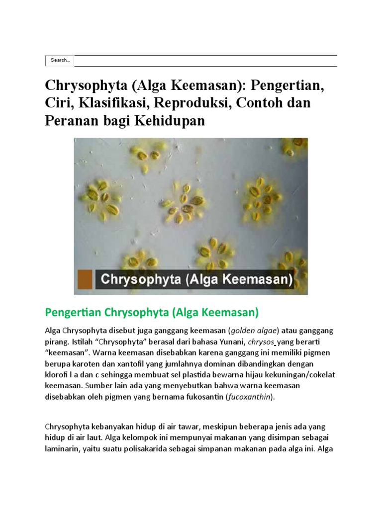 Chrysophyta | PDF