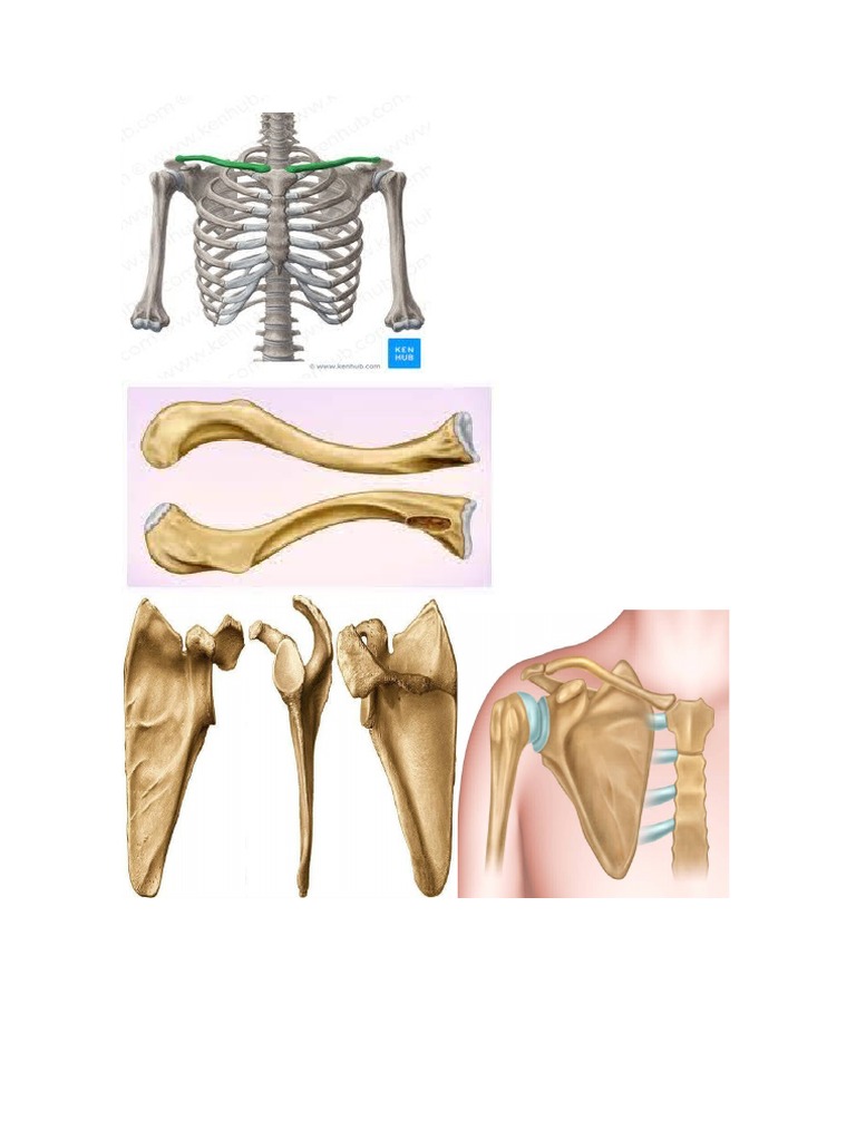 Huesos Del Braso | PDF