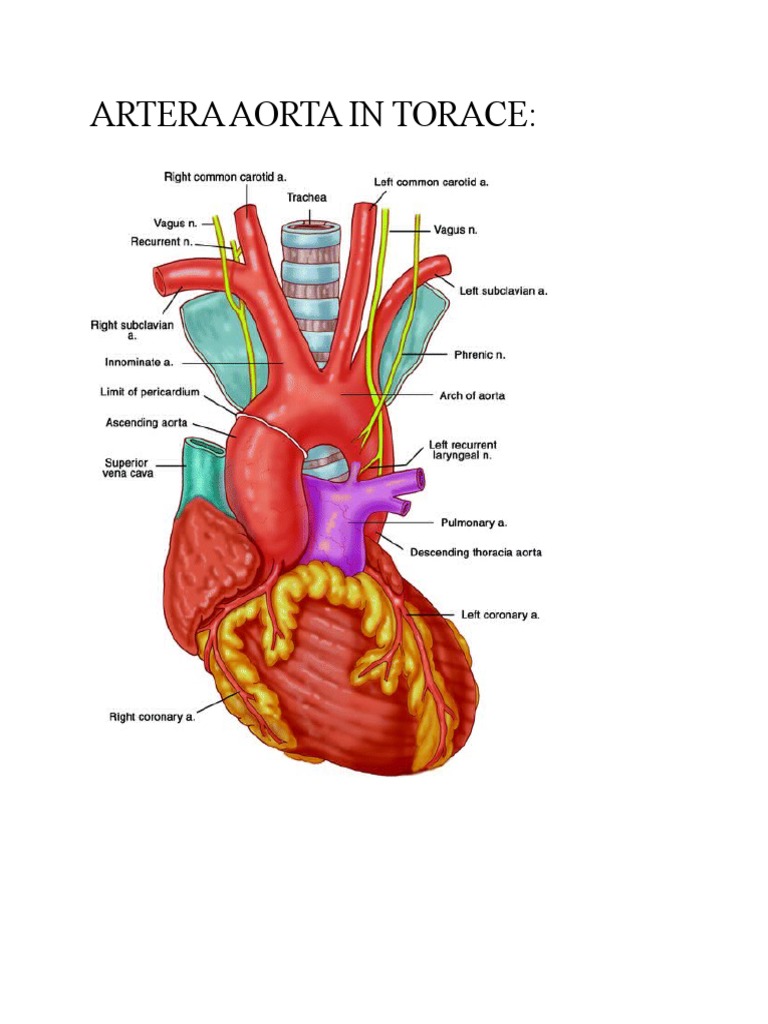 Artera Aorta în Torace: Ghid Detaliat | PDF
