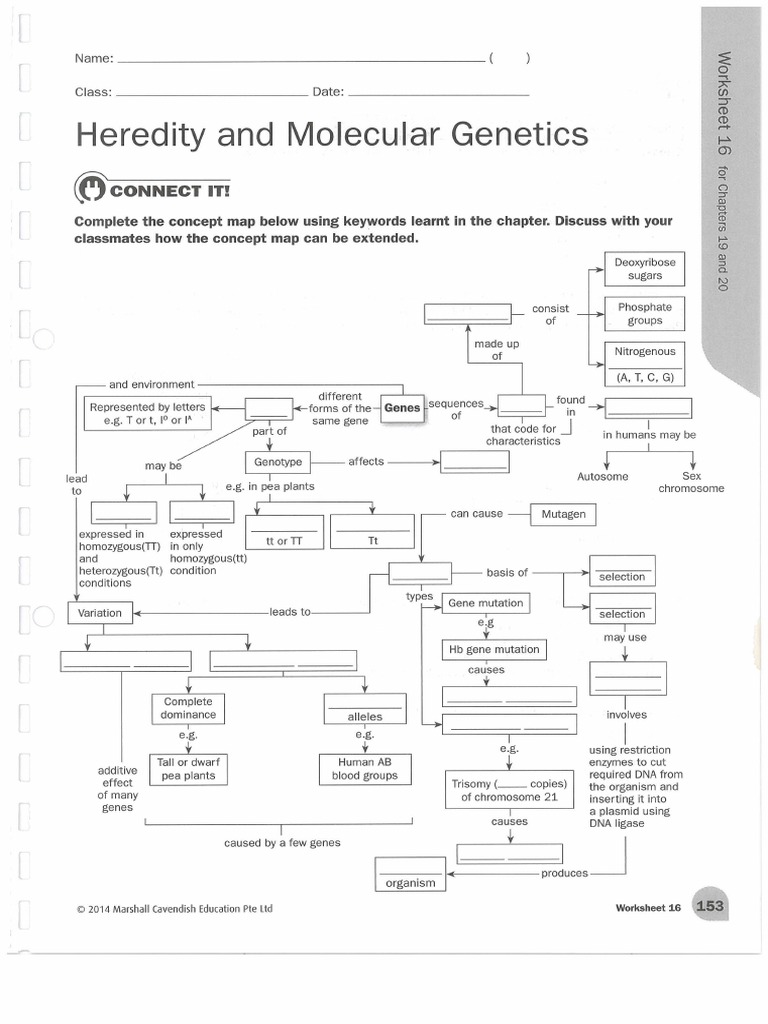 Topic 17-18 Heredity and Molecular Genetics WB16 Questions | PDF ...
