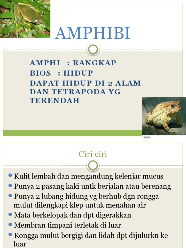 AMPHIBI: Ciri-ciri dan Klasifikasi | PDF