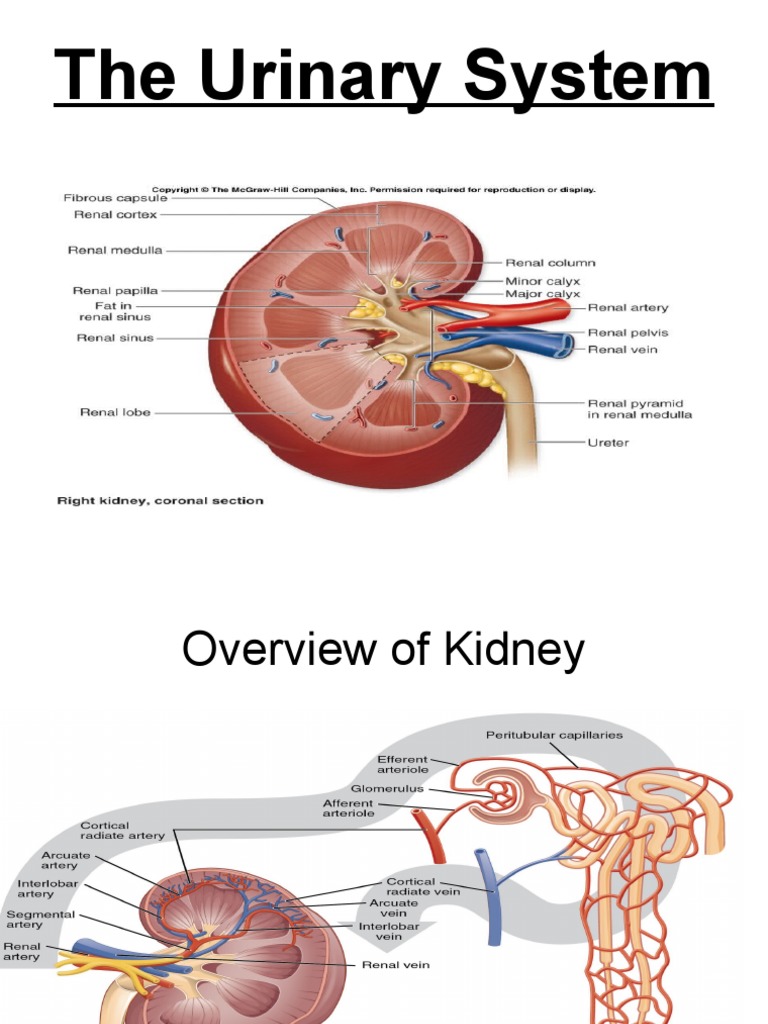 Kidney&Urinary System | PDF | Kidney | Urinary System