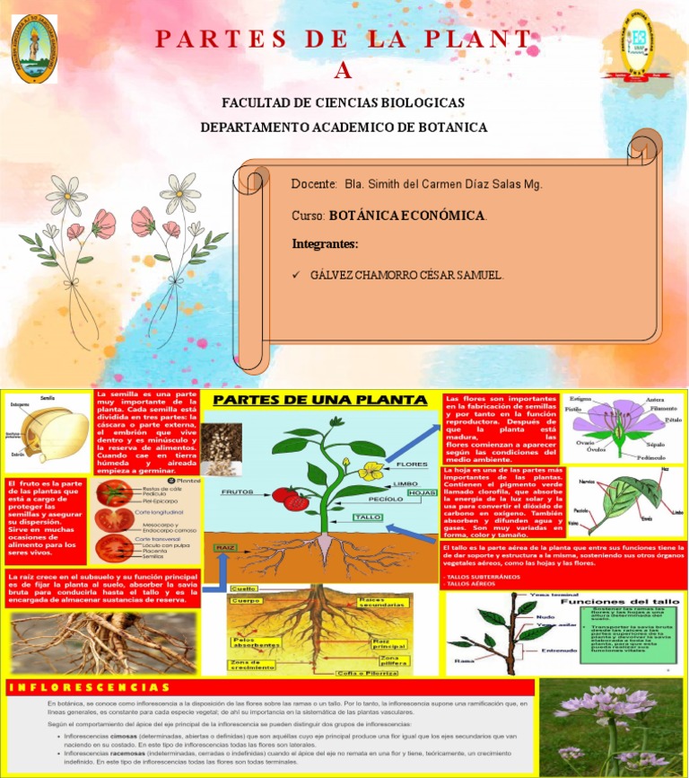 Infografía de Las Partes de Una Planta | PDF