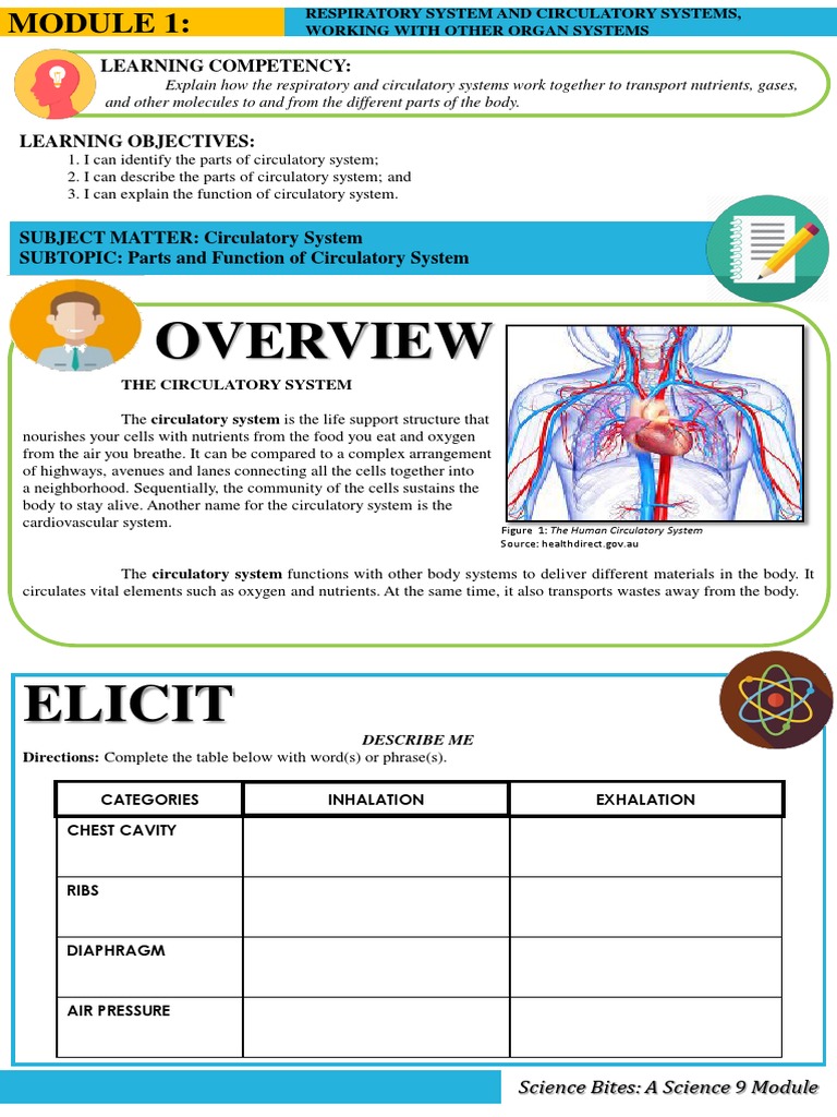 1 3 Circulatory System Download Free Pdf Artery Blood