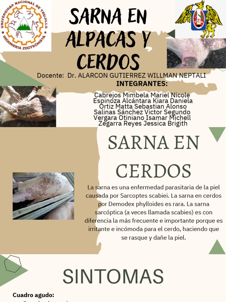 Sarna en cerdos: síntomas y tratamiento | PDF | Especialidades Medicas ...