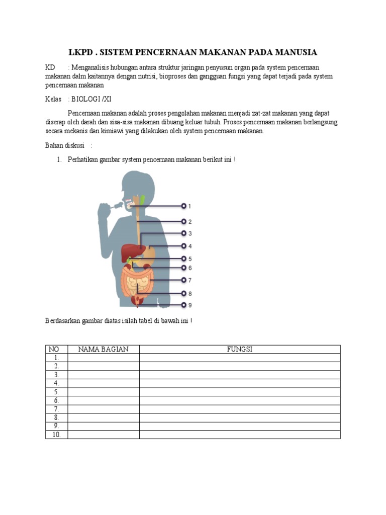LKPD Sistem Pencernaan | PDF | Kesehatan Holistik