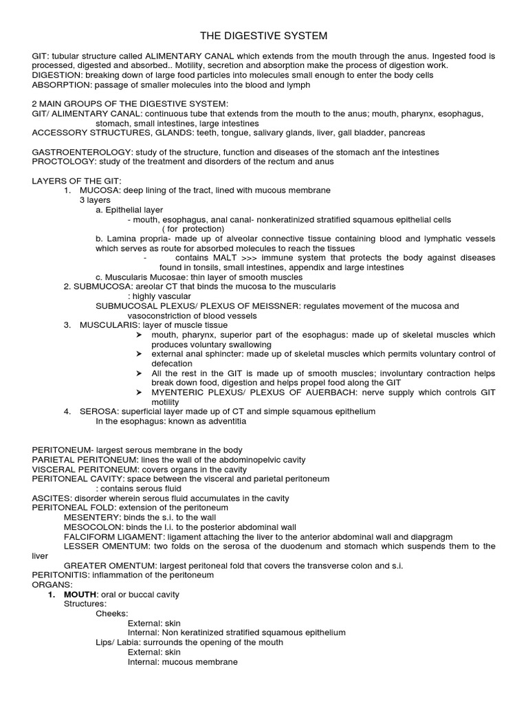 The Digestive System | PDF