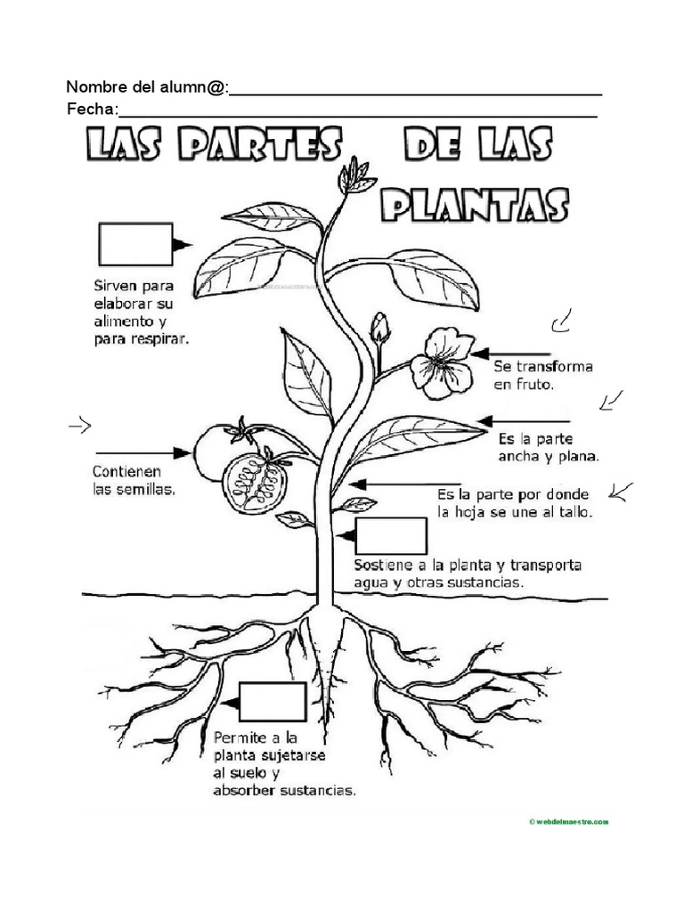 Ficha Flores y Plantas | PDF