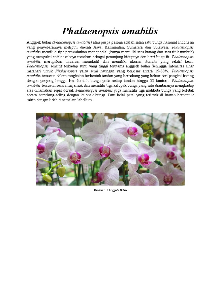 Ciri-Ciri Anggrek Bulan Amabilis | PDF