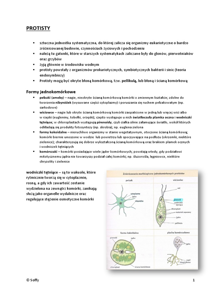 Protisty | PDF