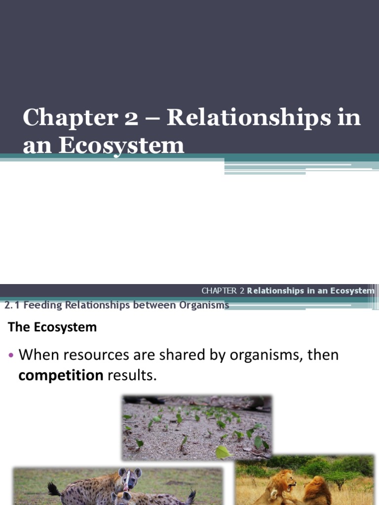 Ecosystem Relationships Explained | PDF | Food Web | Predation