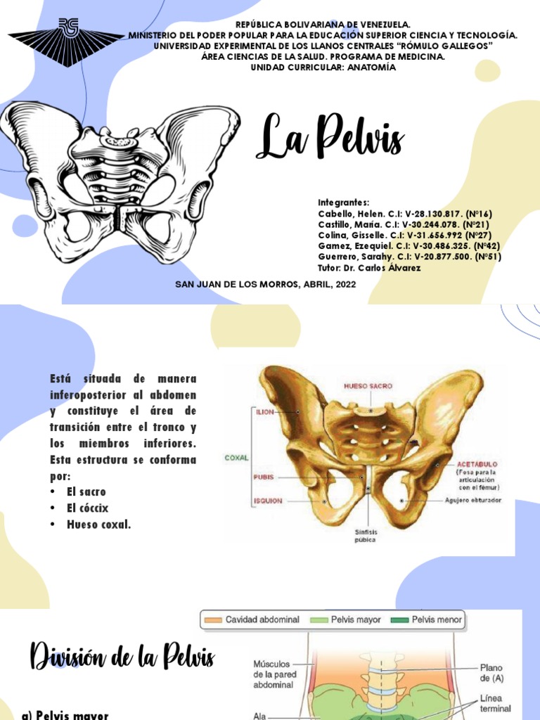 Anatomía de la Pelvis Humana | PDF | Pelvis | Anatomía
