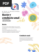 Anatomia de Ano y Recto PDF | PDF | Recto | Intestino grueso