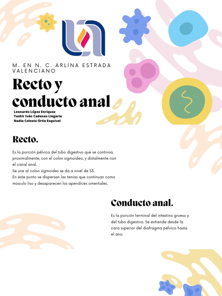Anatomía del Recto y Conducto Anal | PDF | Recto | Intestino grueso