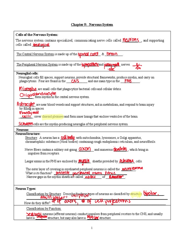 Nervous System Worksheet | PDF | Chemical Synapse | Neuron