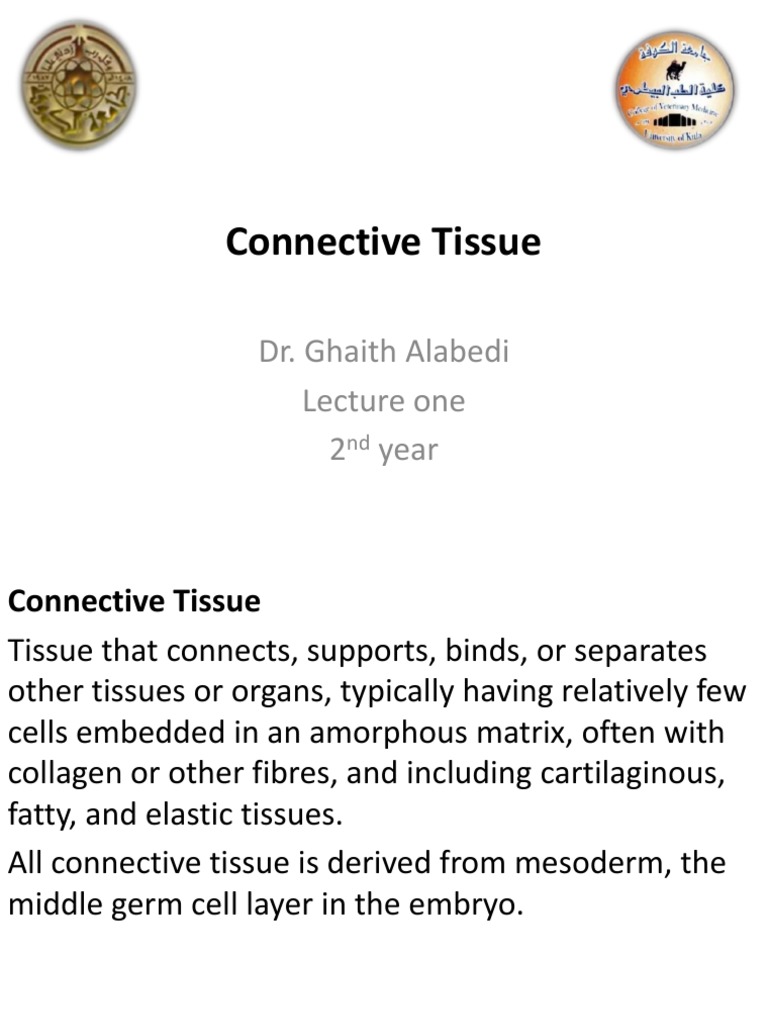 Connective Tissue Lecture 1 | PDF | Connective Tissue | Tissue (Biology)