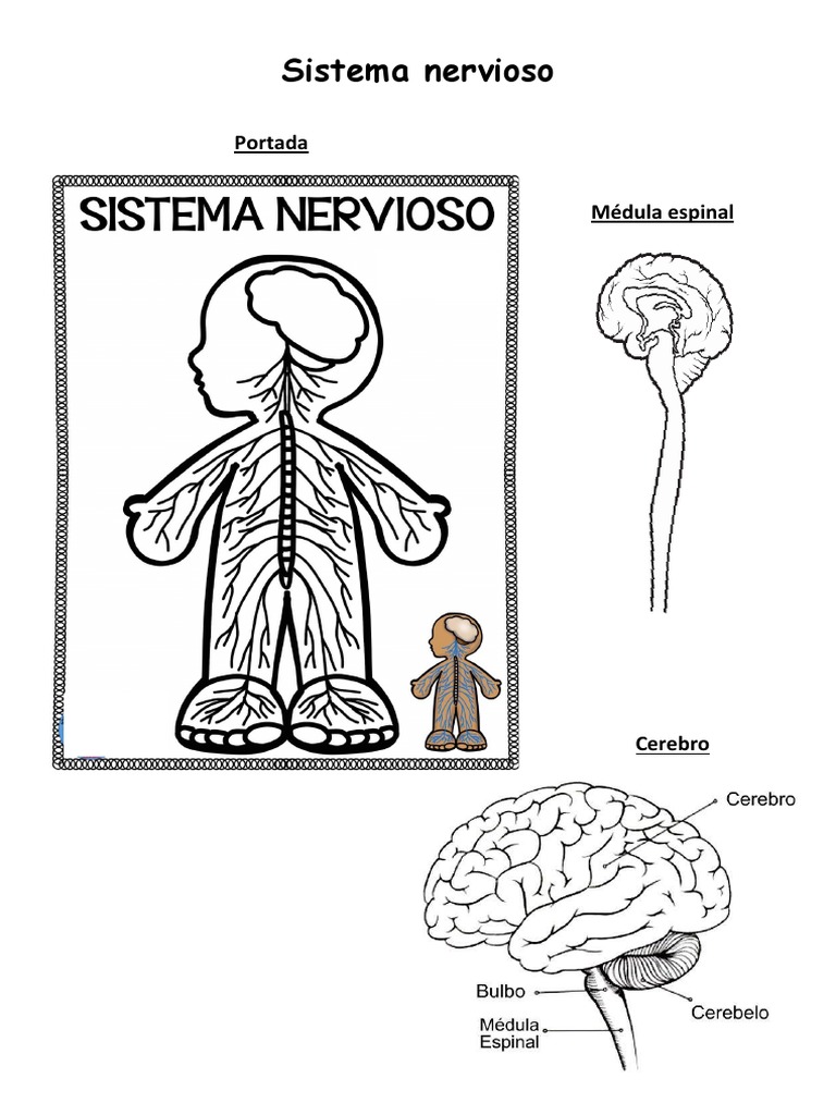 UNIDAD 10 Lapbook Sist Nerv | PDF