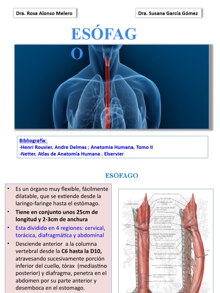 ESÓFAGO (3) (1) (1) | PDF | Abdomen | Esófago