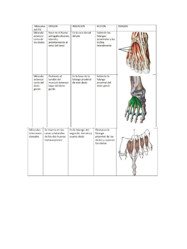 Musculos Del Pie | PDF