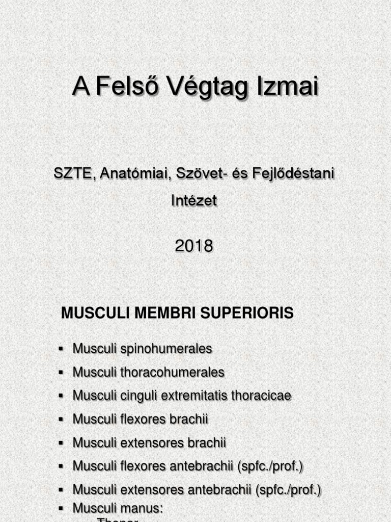 02 - Felső Végtag Izmai-1 | PDF